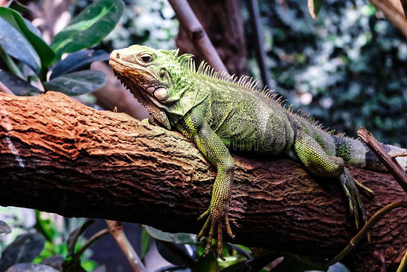 A Big Green Iguana on Tree Branch. Stock Photo - Image of lizard ...