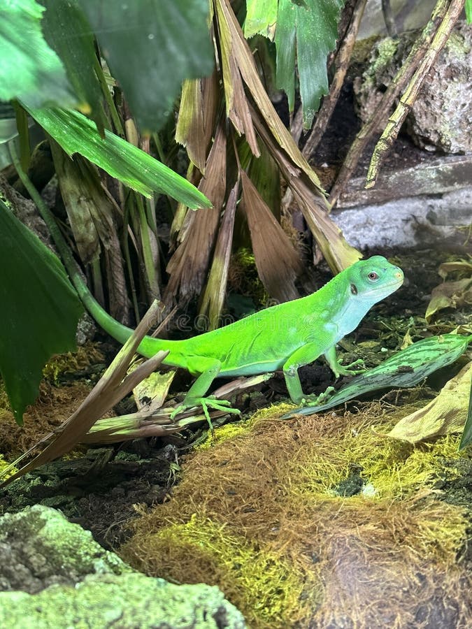 Green Iguana on Tree Branch in the Zoo. Stock Image - Image of reptile ...
