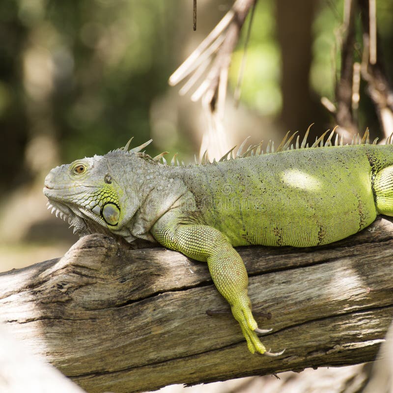 Green Iguana stock image. Image of predator, jungle, outdoor - 46188107