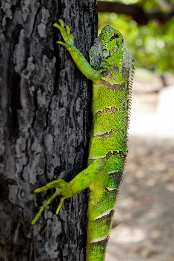 Green iguana on a tree stock photo. Image of tree, iguana - 129953596