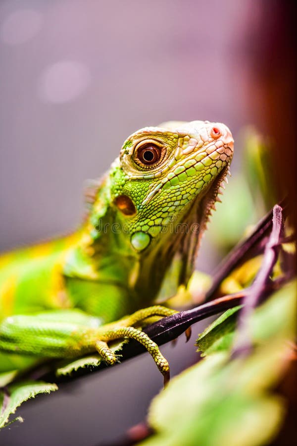 Green iguana on tree stock image. Image of reptile, outdoor - 337248961