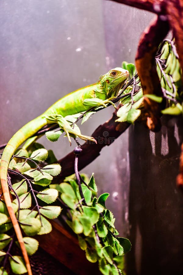 Green iguana on tree stock image. Image of jungle, posing - 263642941