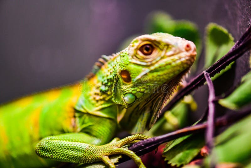 Green iguana on tree stock photo. Image of beautiful - 263642946