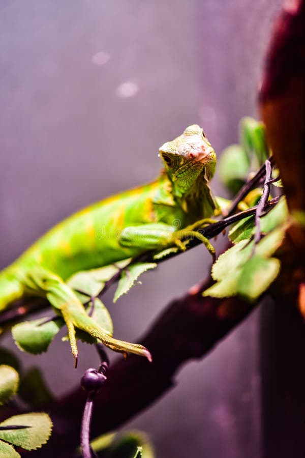 Green iguana on tree stock image. Image of thailand - 263642953