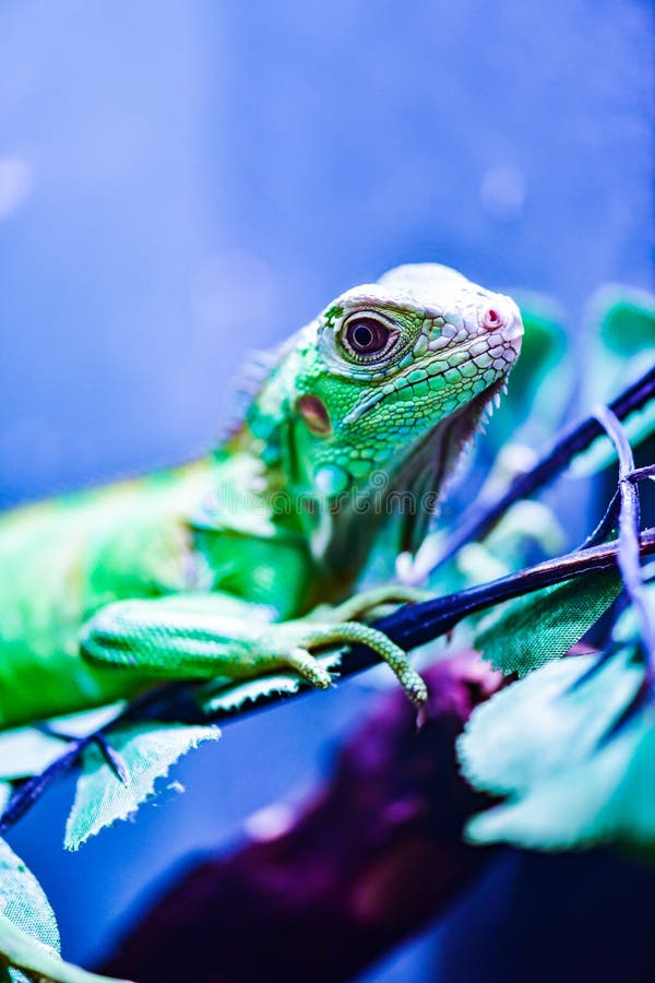 Green iguana on tree stock photo. Image of head, outdoor - 263642958