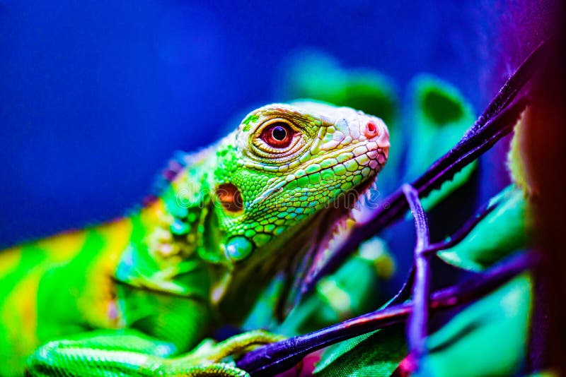 Green iguana on tree stock photo. Image of jungle, fauna - 263786176