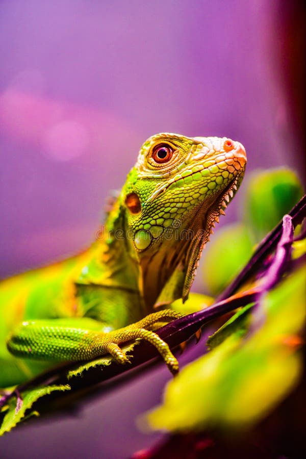 Green iguana on tree stock photo. Image of nature, macro - 264386004