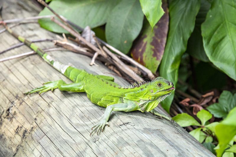 Green Iguana in the wild stock photo. Image of iguana - 189367628