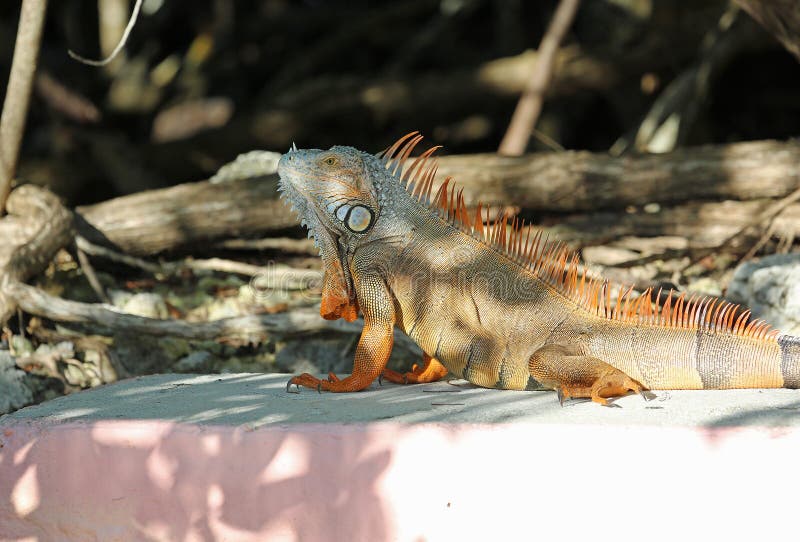Green Iguana stock image. Image of wild, colorful, reptile - 271899869
