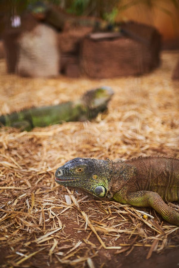 Green Iguanas Iguana Iguana Laying on the Ground Stock Photo - Image of ...
