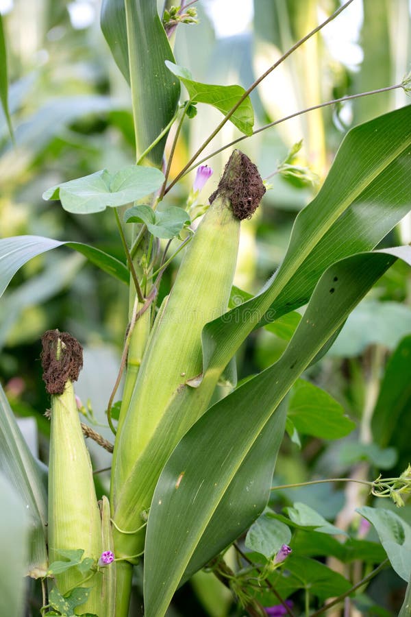 Green Immature Corn Cobs are Growing Stock Photo - Image of growing ...
