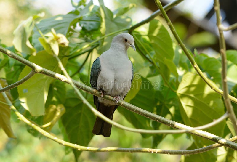 Green Imperial Pigeon (Ducula Aenea) Stock Photo - Image of birder ...