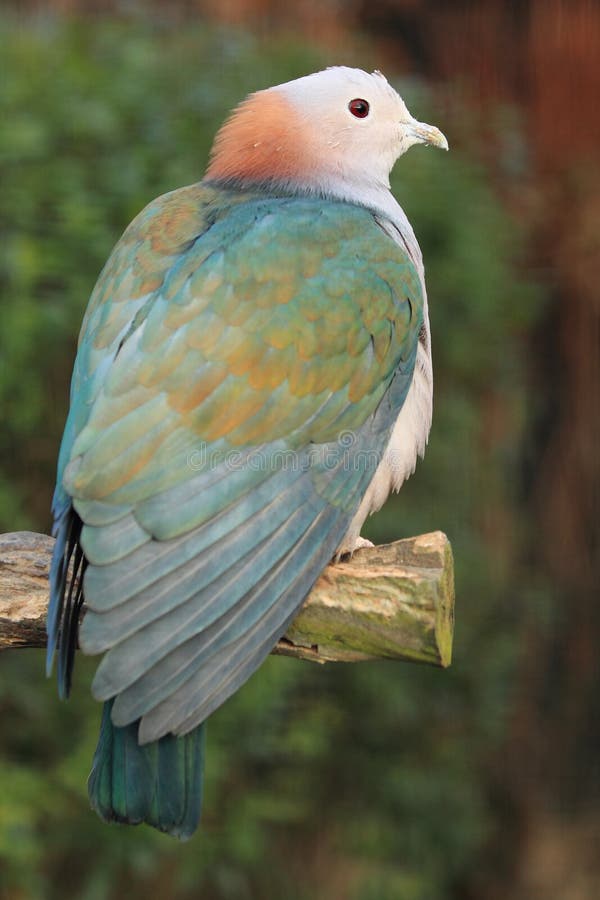 Green imperial pigeon stock image. Image of pigeon, species - 19107505