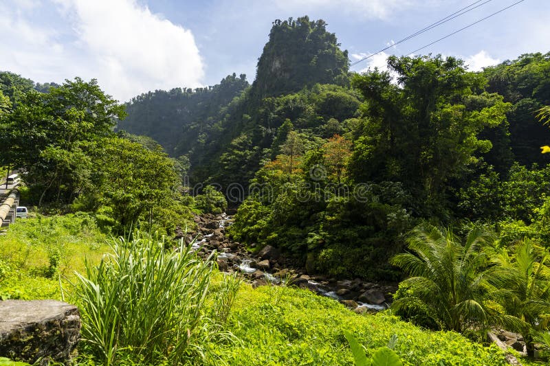 The Green and Imposing Forest of Dominica Stock Photo - Image of ...