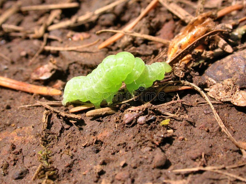 Green Inch Worm stock image. Image of small, closeup, tail - 793253
