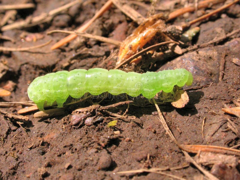Green inch Worm stock image. Image of tiny, grub, dirt - 825989