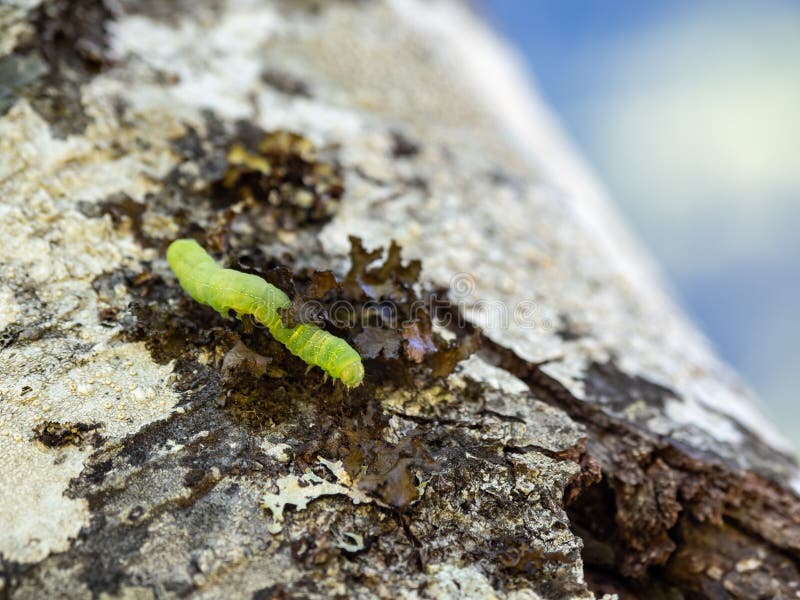 Green Inch Worm Close Up on a Branch Stock Photo - Image of adventure ...