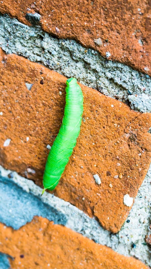 Macro of Inchworm on Birch Twig Stock Photo - Image of nature, wildlife ...