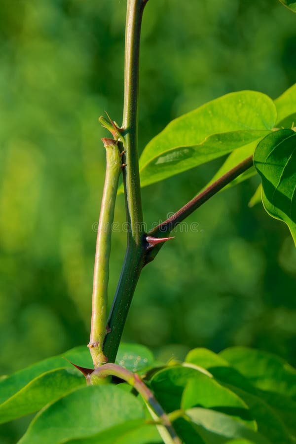 Green inchworm stock photo. Image of geometer, insect - 195149790