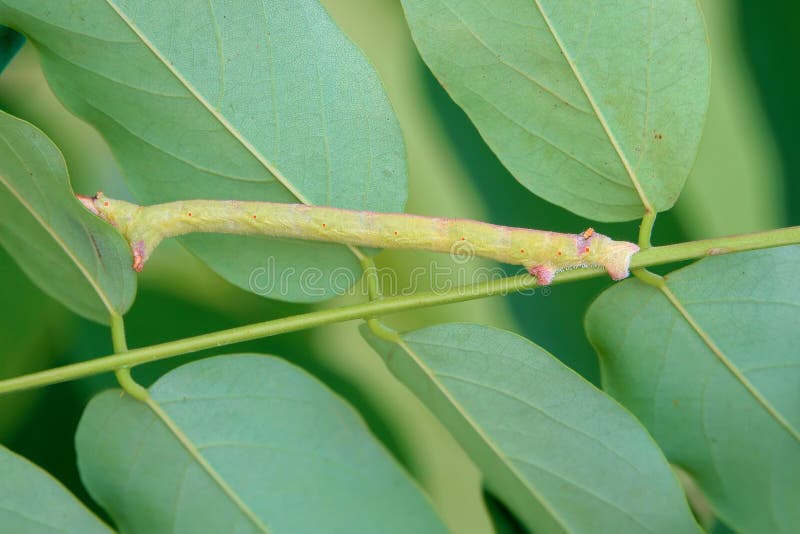 Green inchworm stock image. Image of insect, animal - 194829513