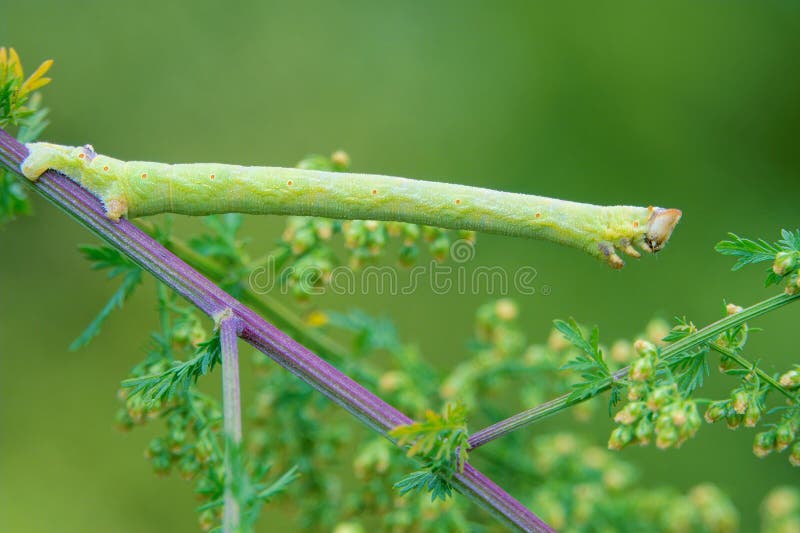 Inchworm stock photo. Image of wildlife, insects, spanworm - 280569310