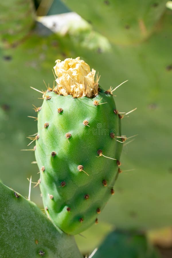 Green India Fig in Development Process with Flower Traces. Stock Image ...