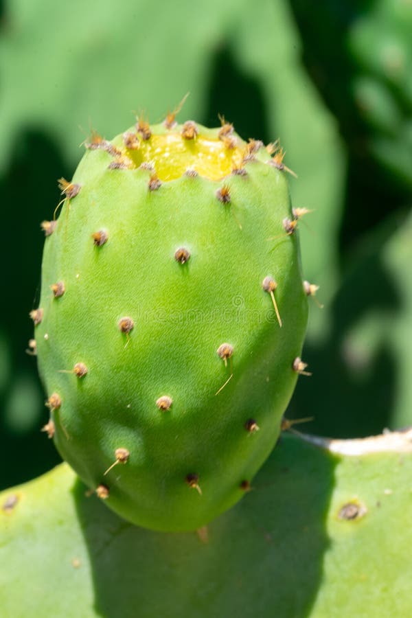 Green India Fig in Development Process with Flower Traces. Stock Photo ...
