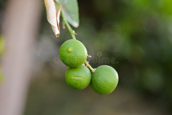 Green Indian Lemon Hanging from the Tree, Oman Stock Photo - Image of ...