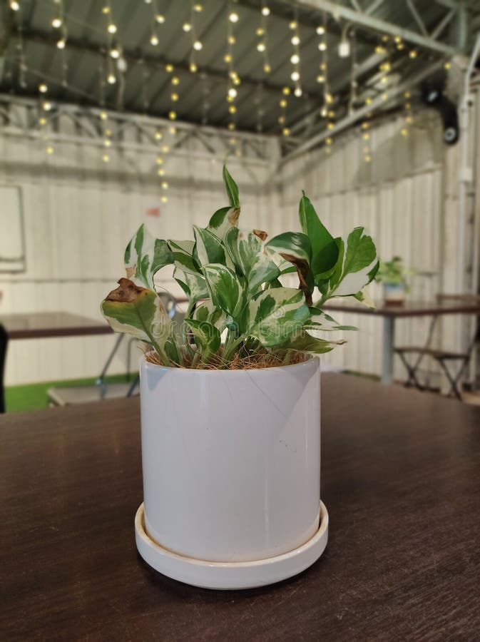 Green indoor nature stock photo. Image of bouquet, nature - 252285148