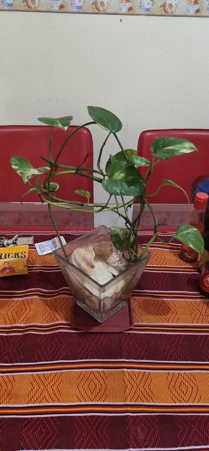 Indoor Plants Devil& X27;s Ivy Editorial Stock Photo - Image of indoor ...