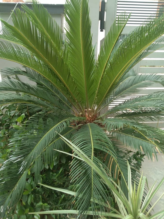 Green indor plant stock image. Image of green, decor - 333179591