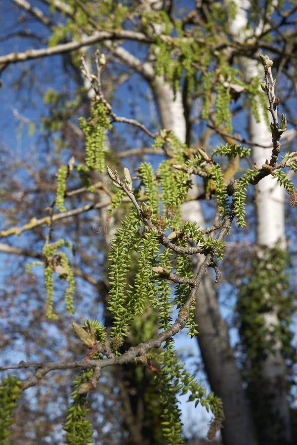 Populus alba tree in bloom stock photo. Image of seasonal - 177840442