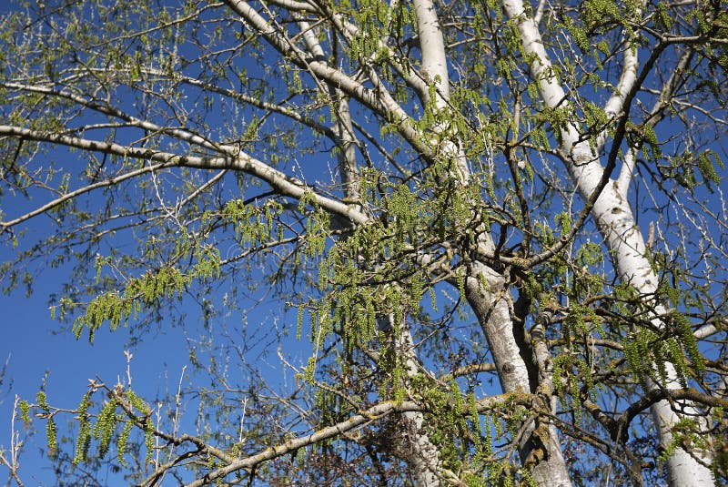 Populus alba tree in bloom stock photo. Image of blossom - 177840960