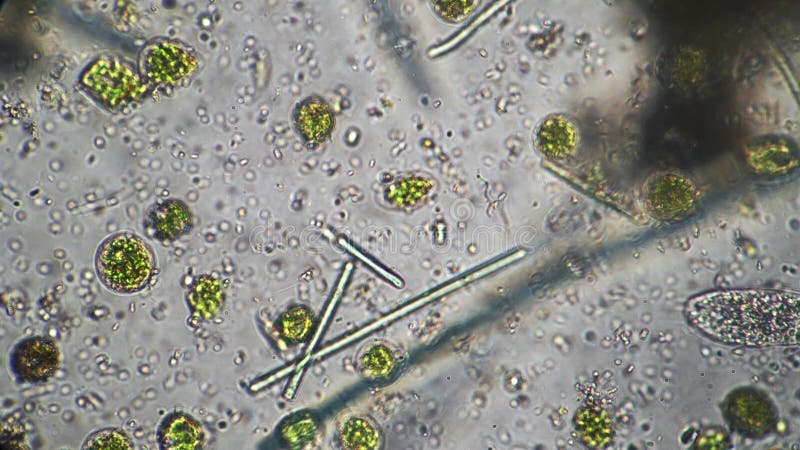 Green Infusorias and Bacillus with Planktons Move in Drop of River ...