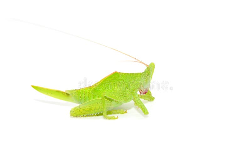 Green Insect stock image. Image of green, wildlife, closeup - 25742277