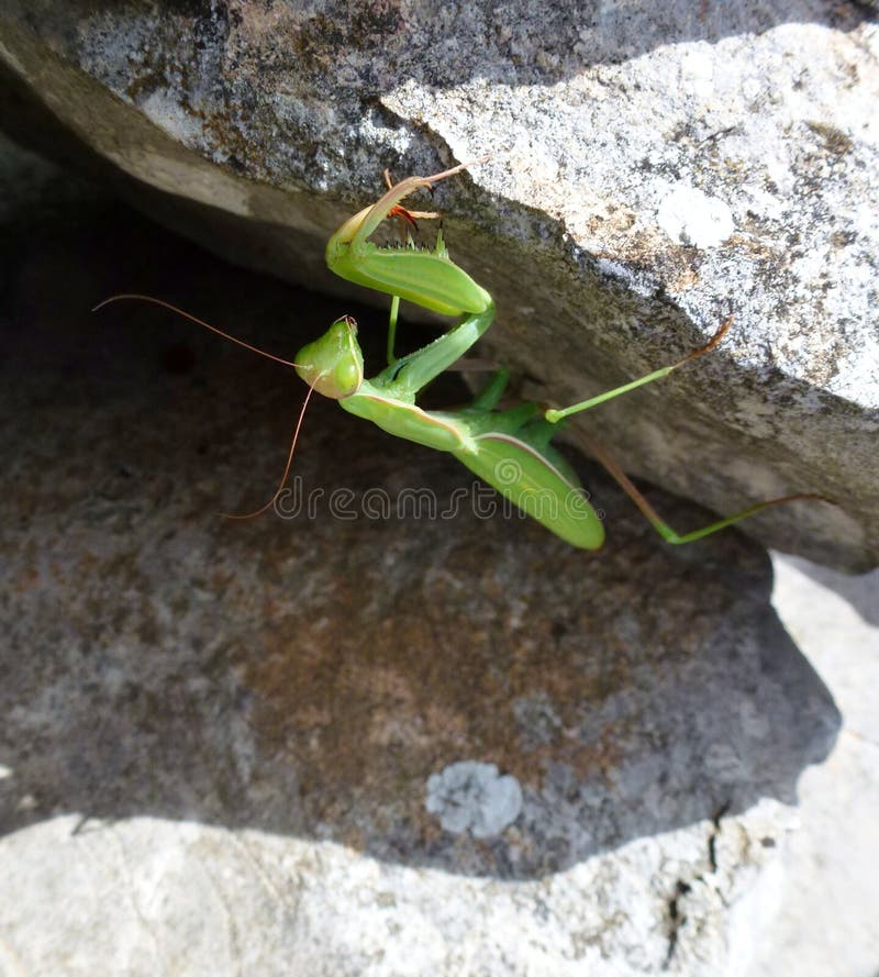 Green insect stock image. Image of animal, phasmatodea - 28214487