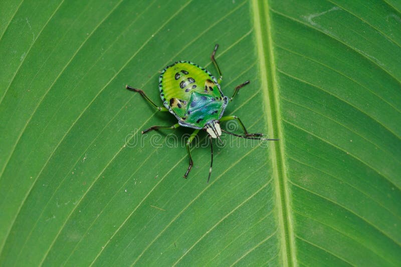 Green insect stock image. Image of living, life, park - 29294337