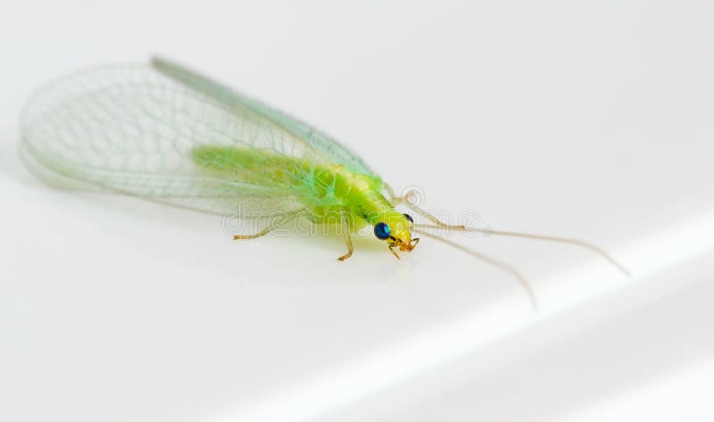 Green Insect stock photo. Image of natural, nature, macro - 5737142