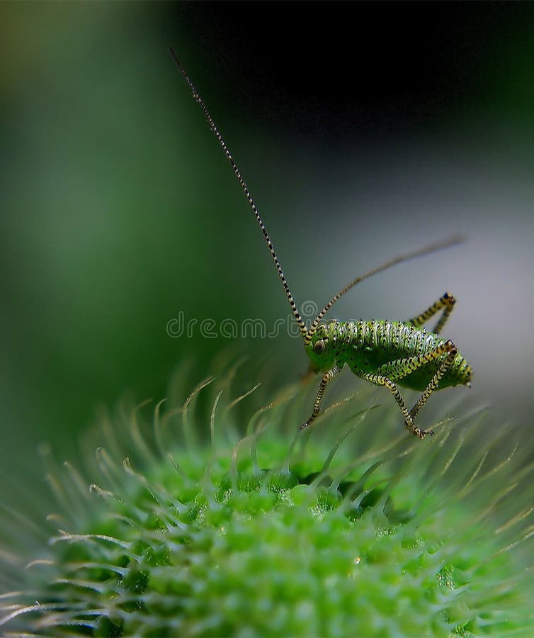 Green Insect stock image. Image of grasshopper, green - 82992067