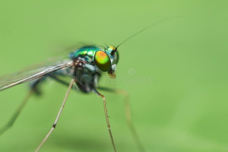 Green insect close up stock photo. Image of color, insect - 24529430