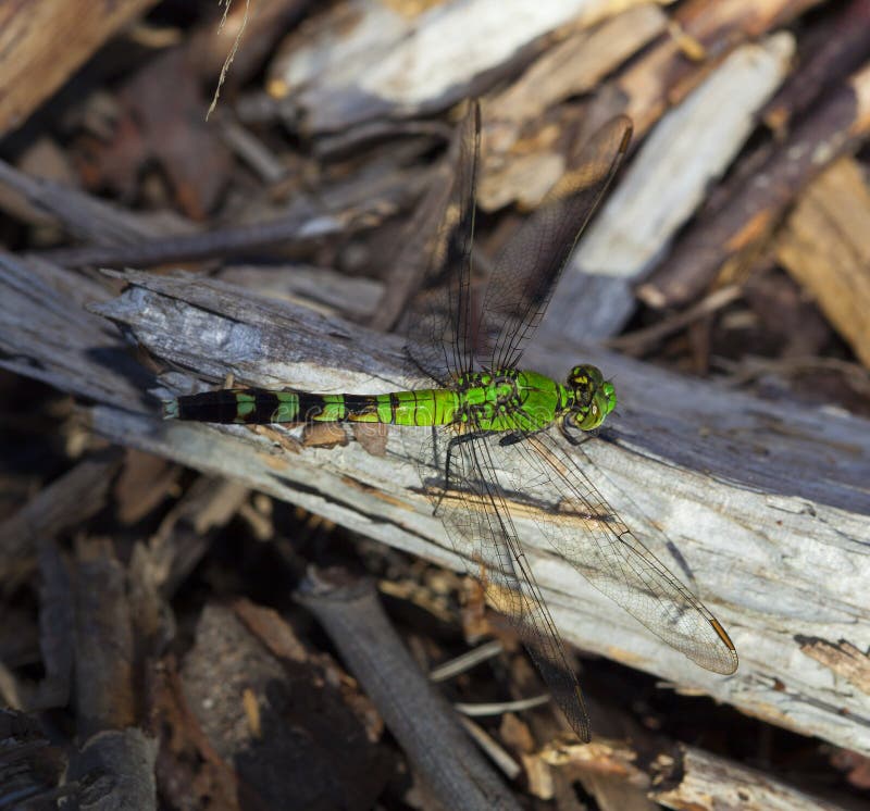Green insect stock photo. Image of wood, legs, beige - 73013294