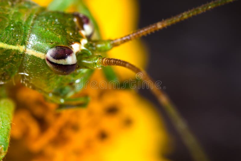 Green insect eye stock photo. Image of botany, tiny, nature - 30719134