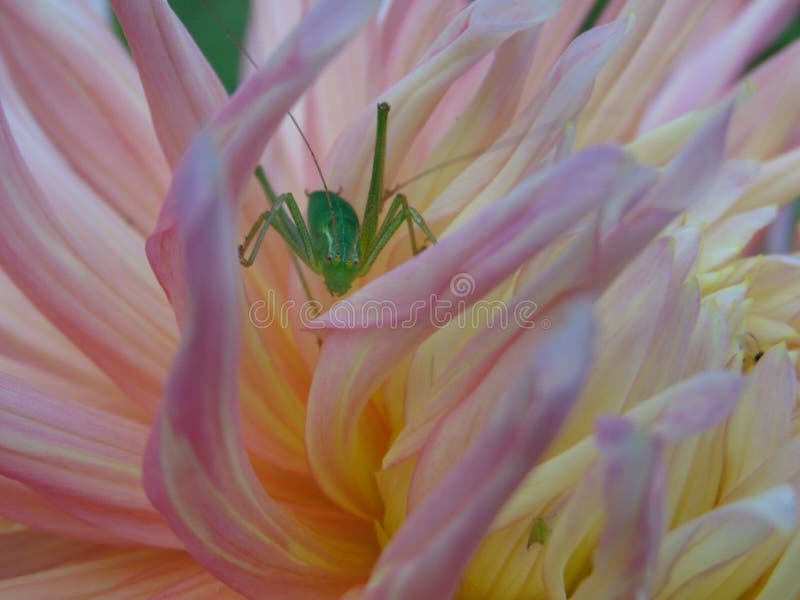 Green Insect between Flower Petals Stock Image - Image of plant, pink ...