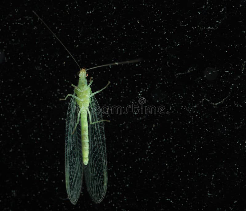 Green Insect Front View Black Background Stock Photo - Image of animal ...