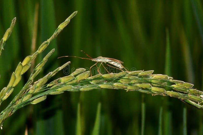 A Insect On Row Paddy Isolated On White Stock Image - Image of grain ...