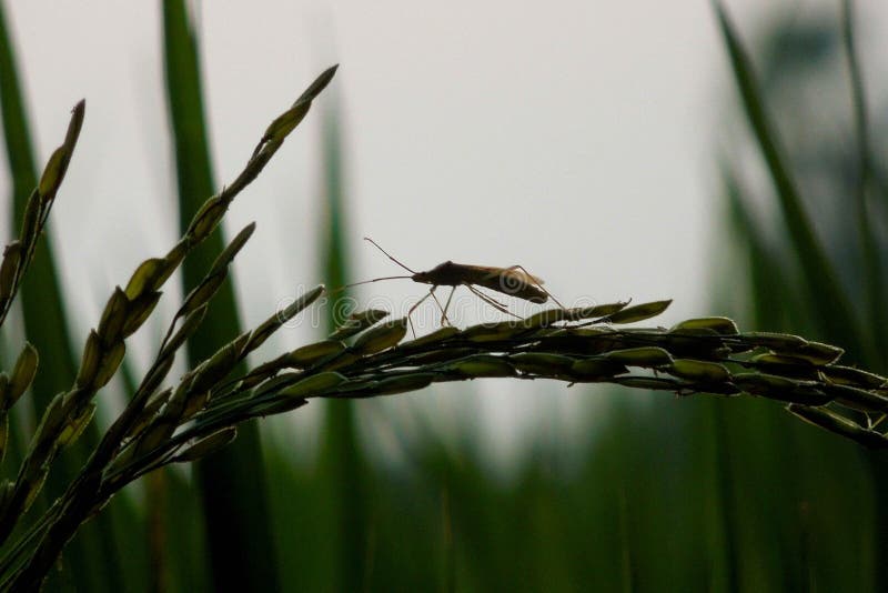 Green insect stock photo. Image of grass, insect, invertebrate - 84152906