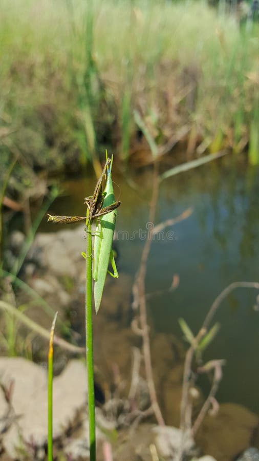 Green insect on grass stock image. Image of next, insect - 68664889