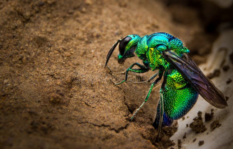 Green insect stock image. Image of nest, lovely, insect - 87839265