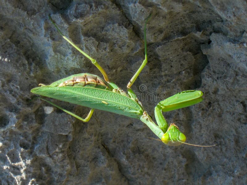 Green Insect Mantis on Grey Stone Closeup Stock Image - Image of ...