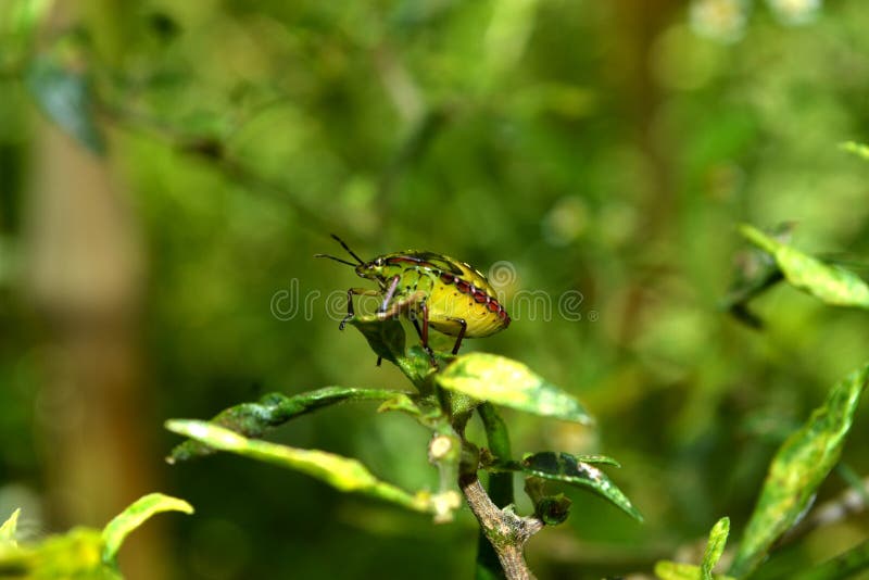 Green insect stock image. Image of retro, bugs, elegan - 48650363